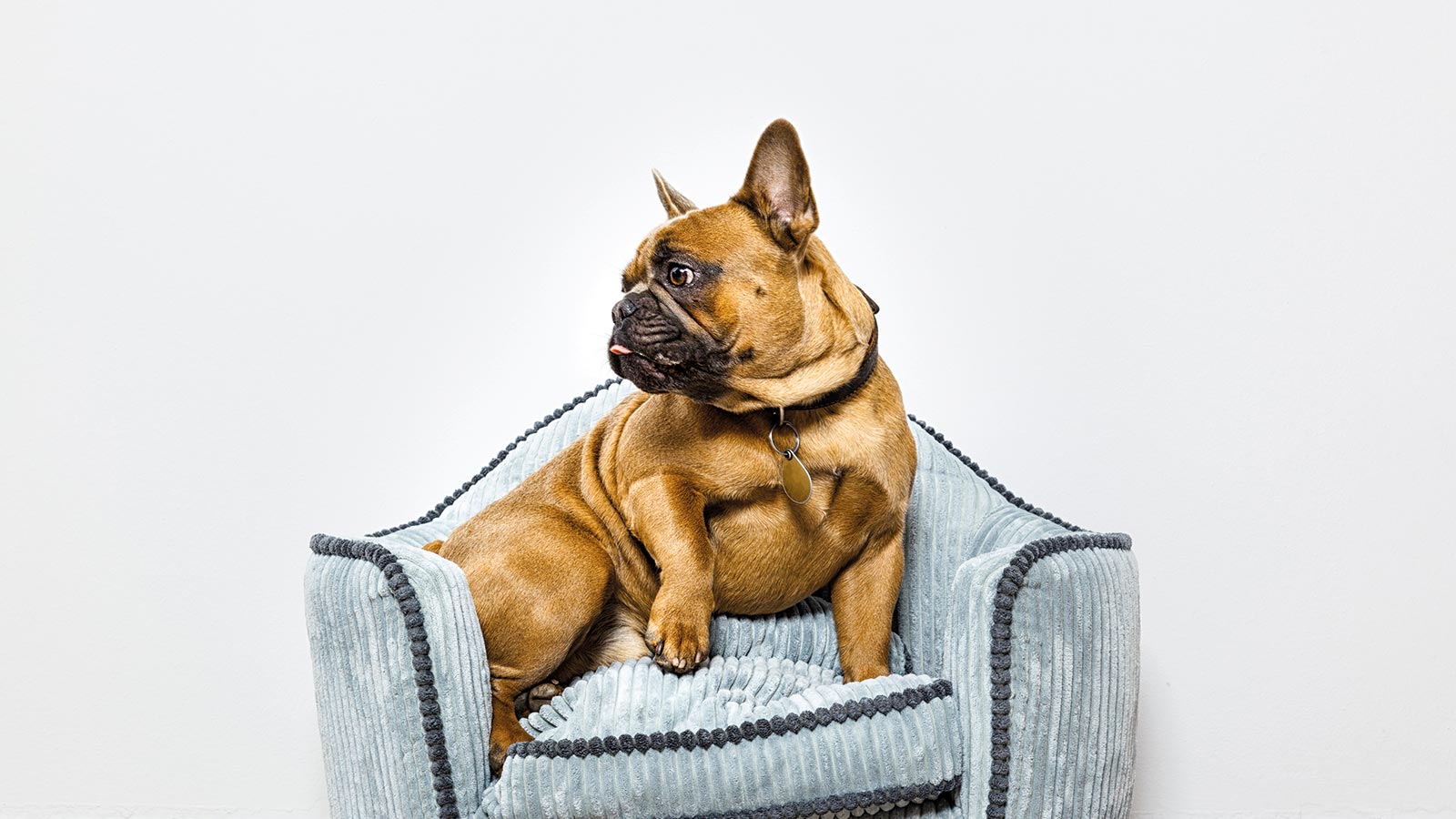 Day Care - Active Paws