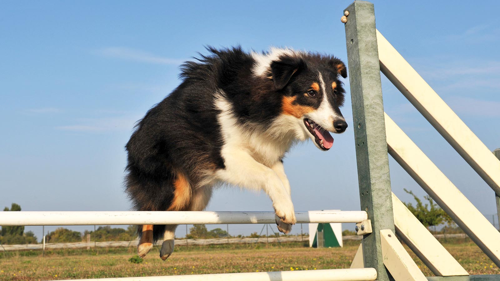 Beginners' Agility Training (Six Weeks) - 12th June 2019 - Active Paws